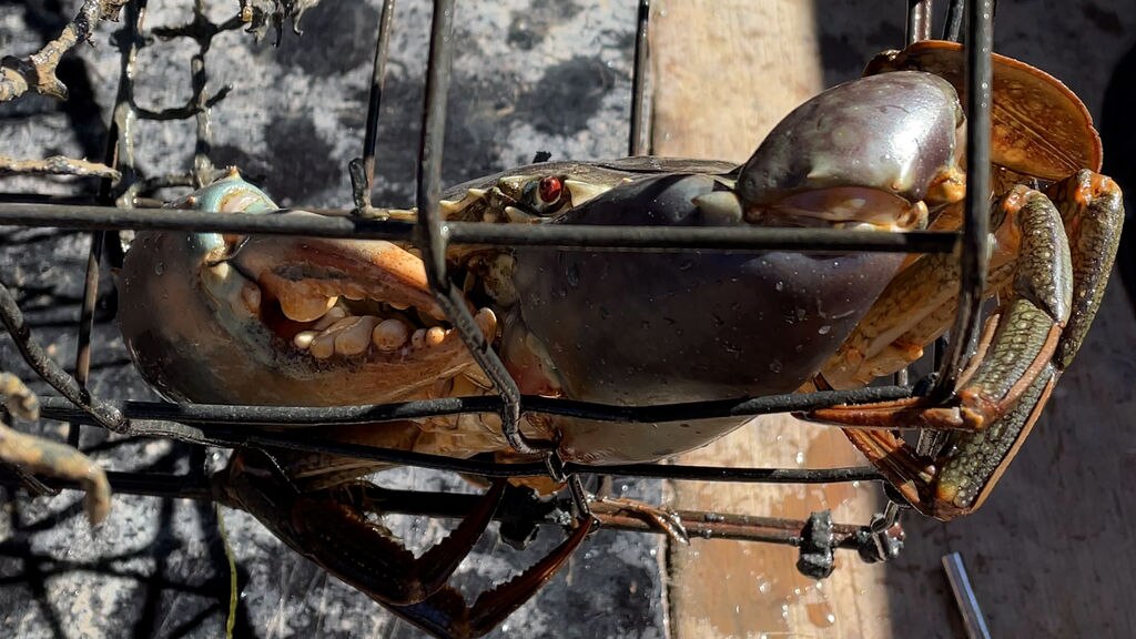 Mud crabbing in the Northern Territory - ABC News