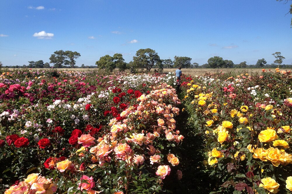 Mud, rain and gum boots: Rose farming not so glamorous after all - ABC News