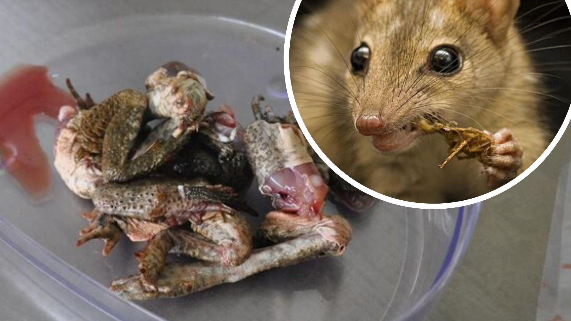 Bold call for 'super quolls' to be translocated to cane toad ...