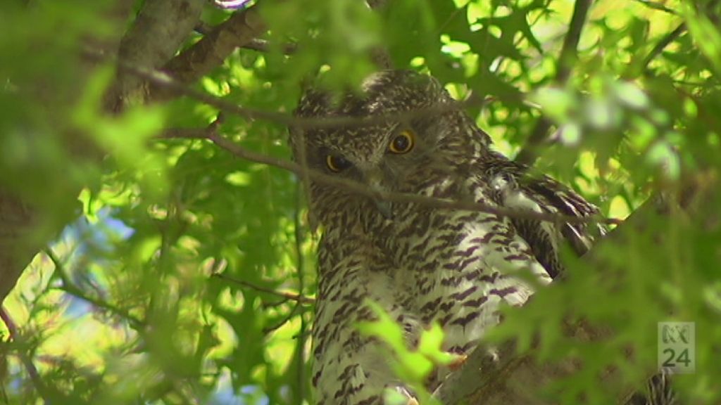 Bird enthusiasts flock to see Australia's largest owl devour ringtail ...
