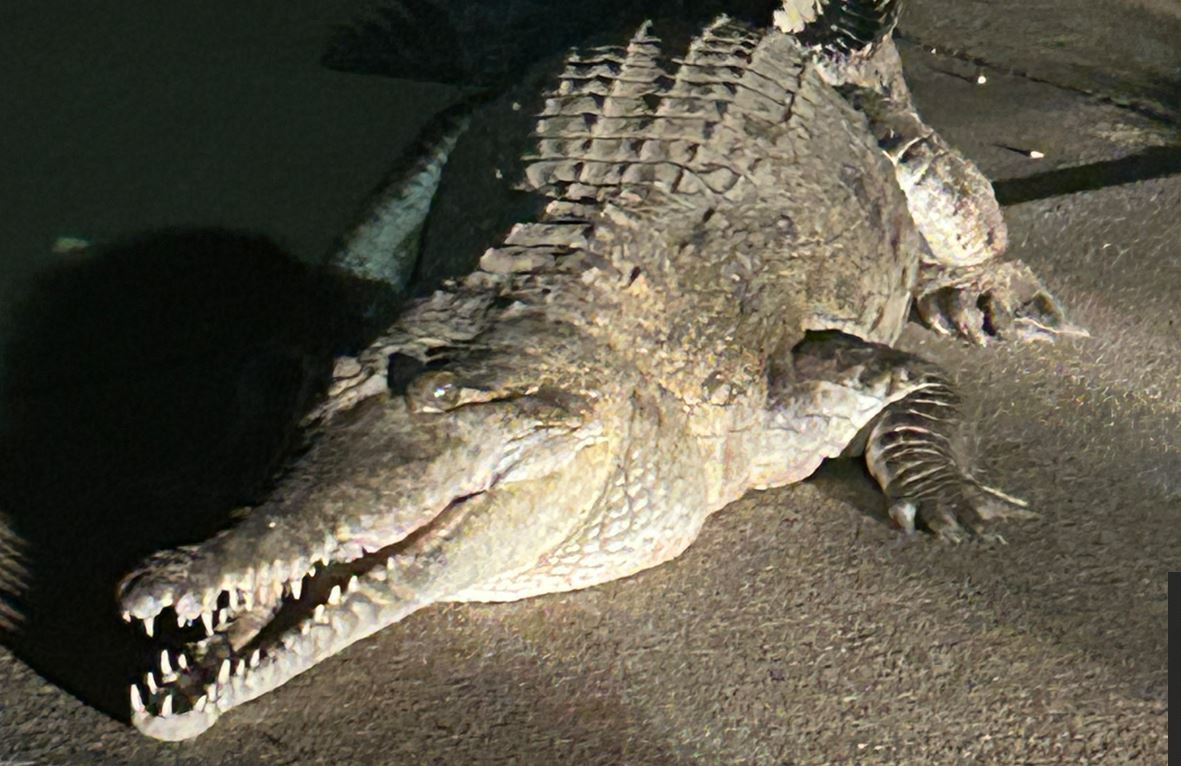 'Massive' crocodile found on the loose in Fitzroy Crossing after WA ...