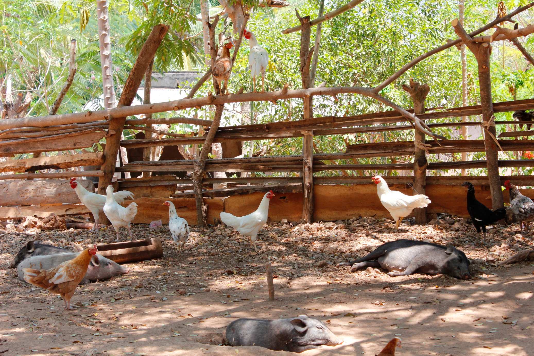 Improving chicken health to improve human health in Timor-Leste - ABC News