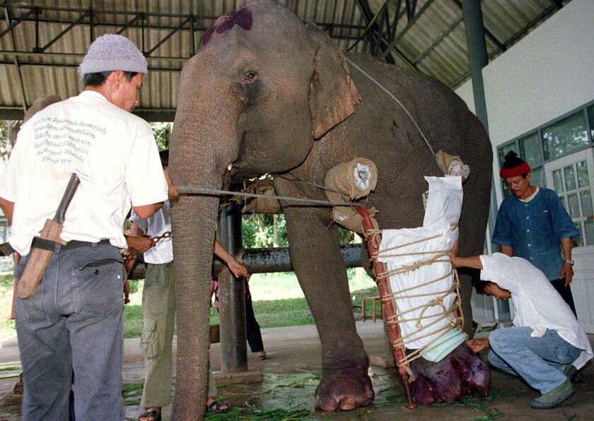 Amputee elephant has new leg to stand on - ABC News