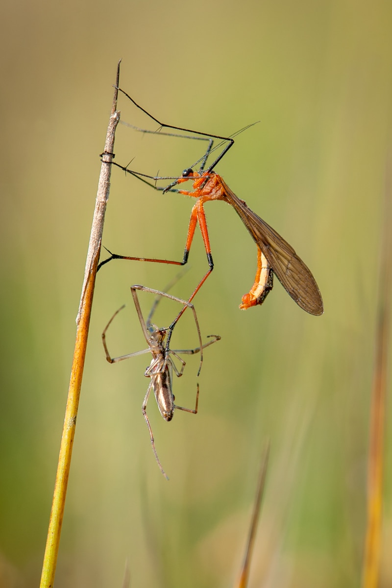 Amazing insects photographed at Mulligans Flat near Canberra - ABC Canberra