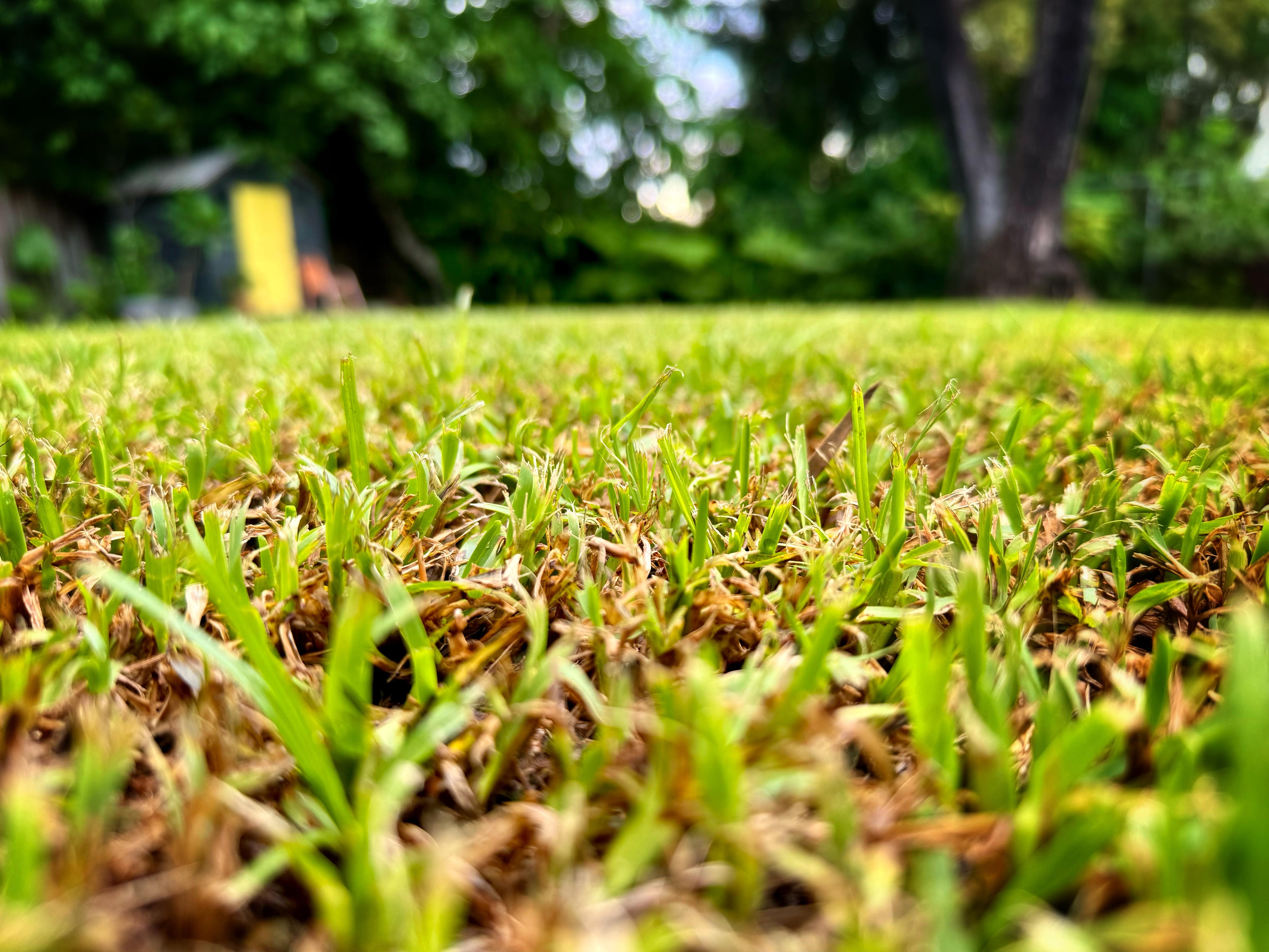 Gardening talkback: Switch off your twitch - ABC listen