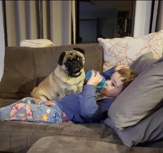 Pug swallows 11 Hungry Hungry Hippos balls, owner warns others to watch ...