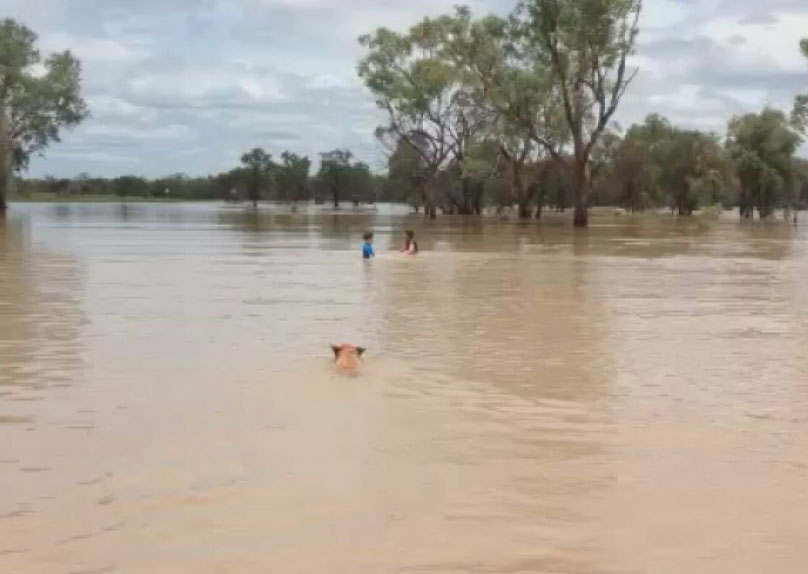 Parched inland Queensland soaks up more rain - ABC News