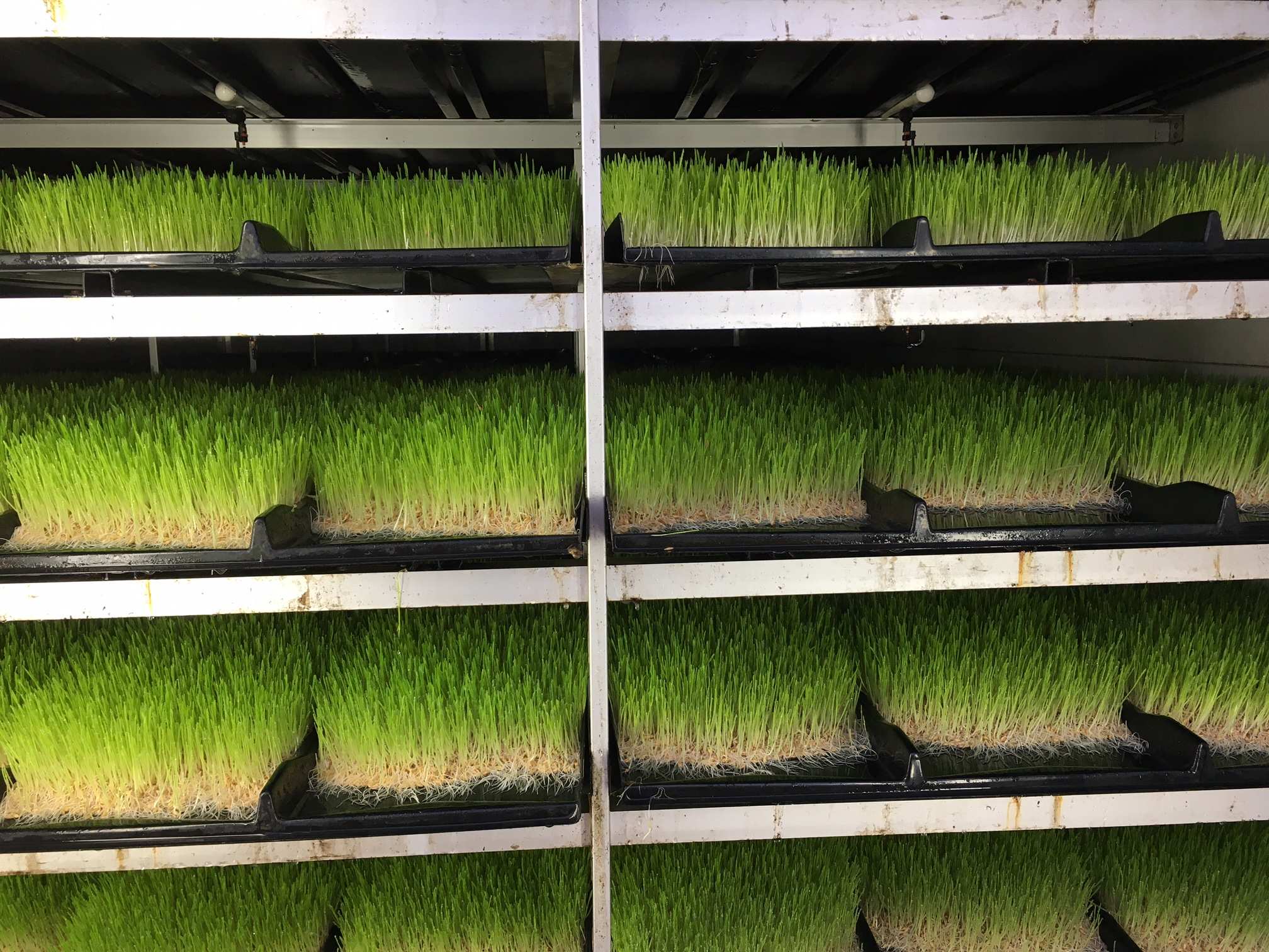 West Australian farmers grow feed in refrigerated cabinet to keep stock ...