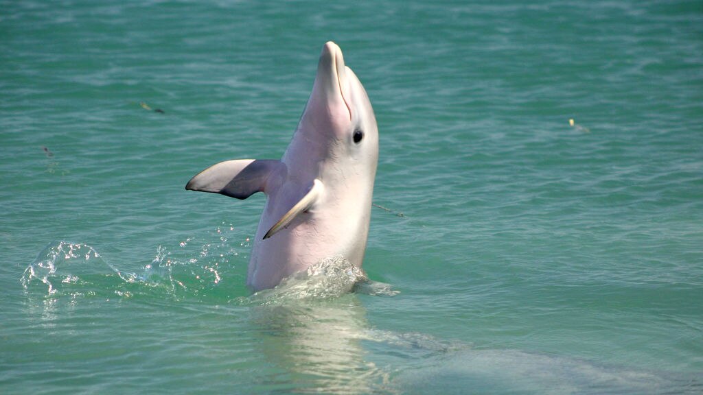 Monkey Mia welcomes new baby dolphin Oboe - ABC News