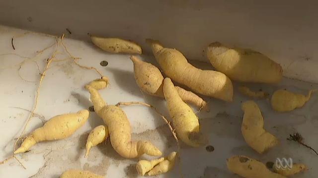 Landline: Recognising the potential of native vegetables - ABC Education