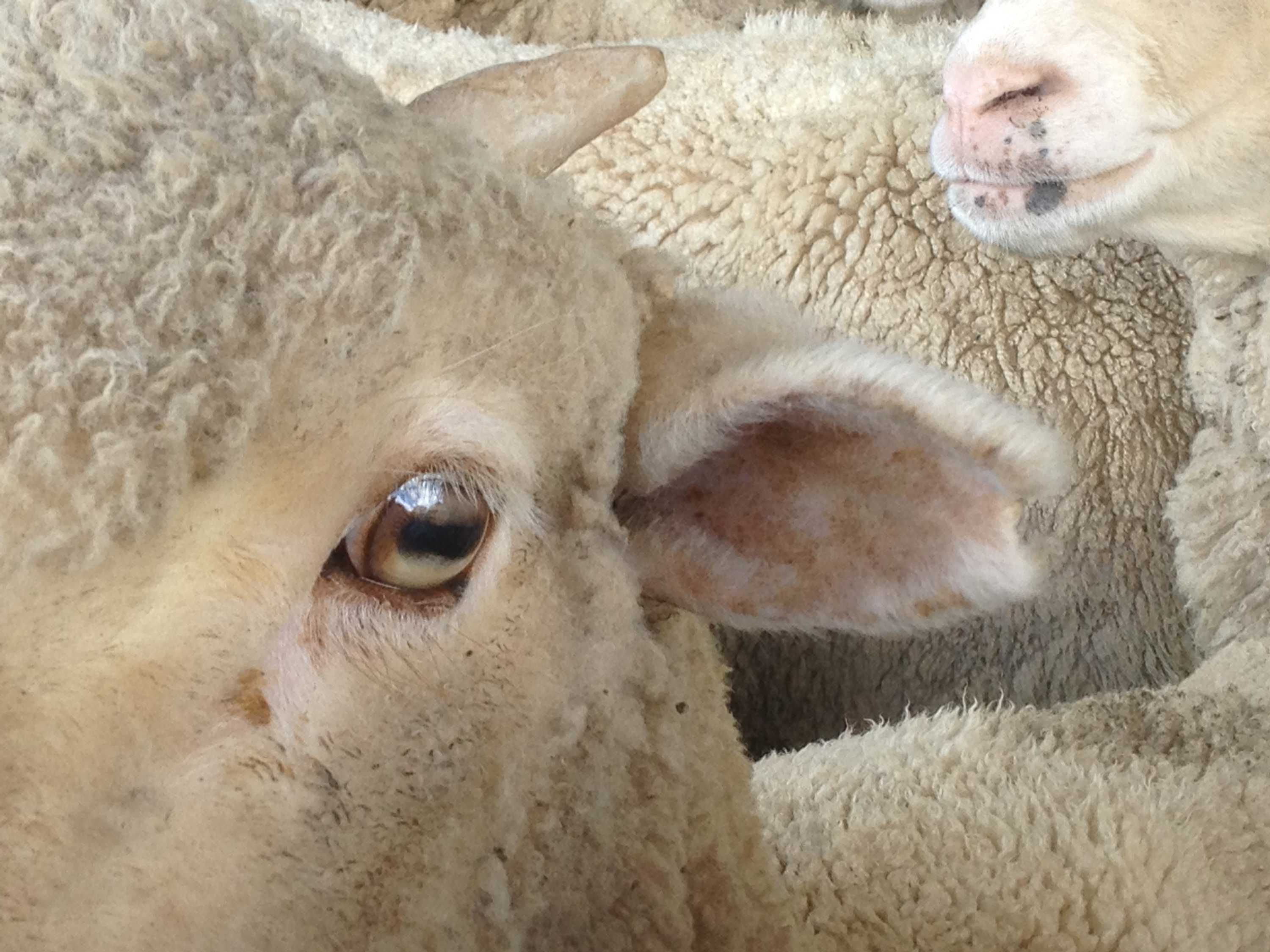 Wool on a downer - ABC News