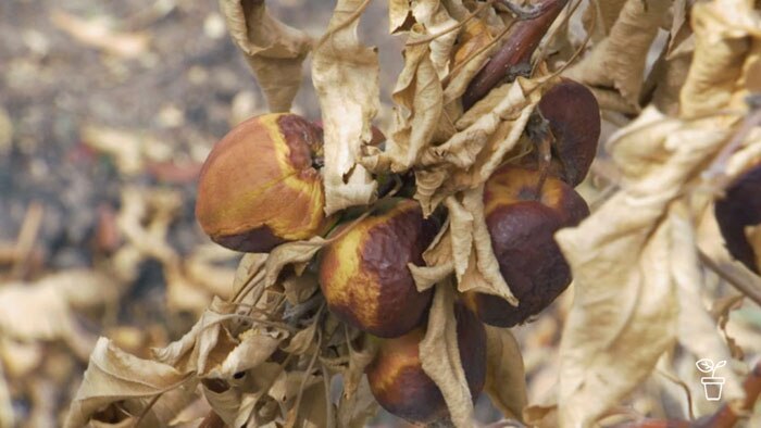 Fire-Affected Fruit Trees - Gardening Australia