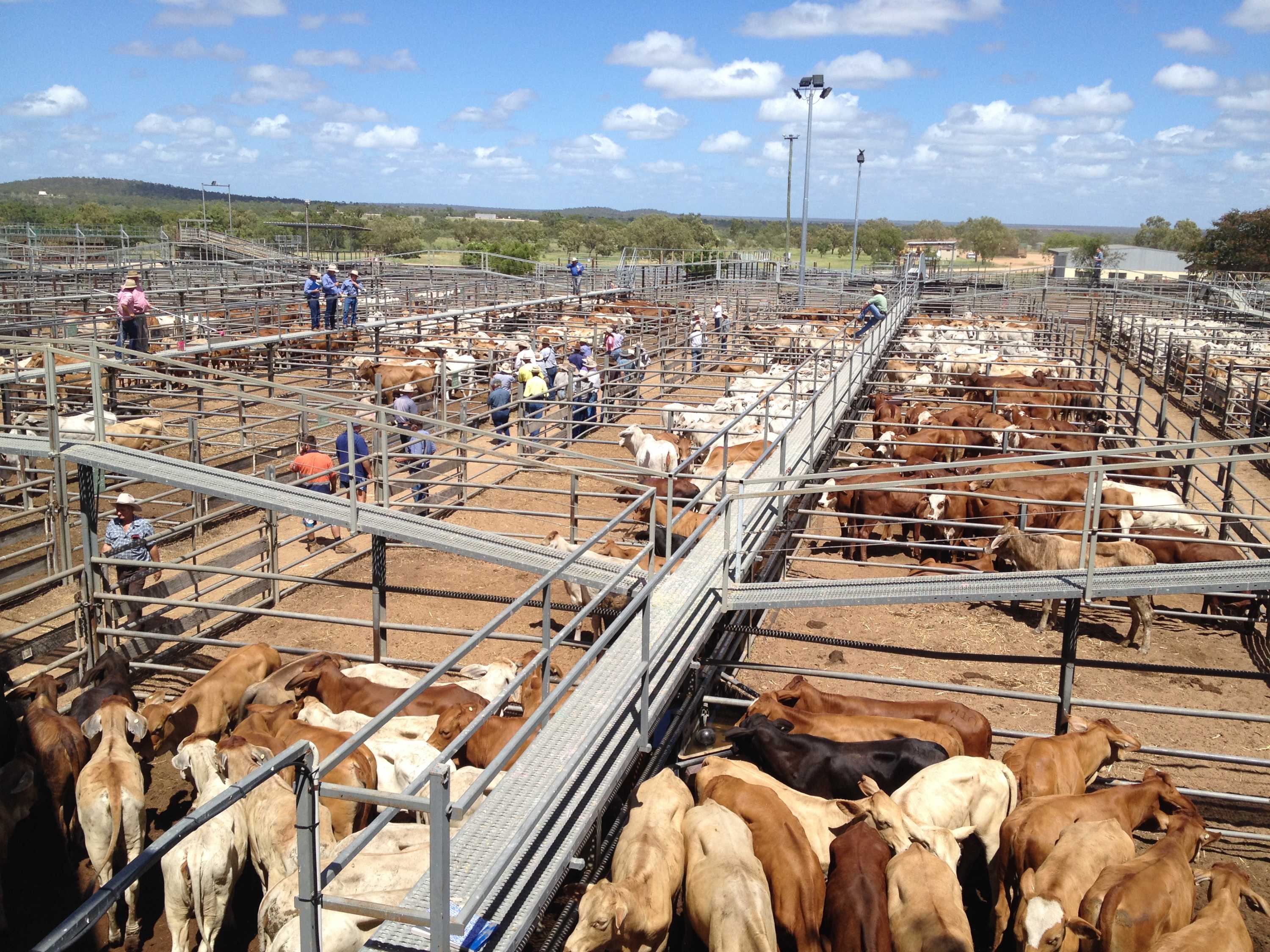 Strong start to north Queensland cattle market season, but rain still ...
