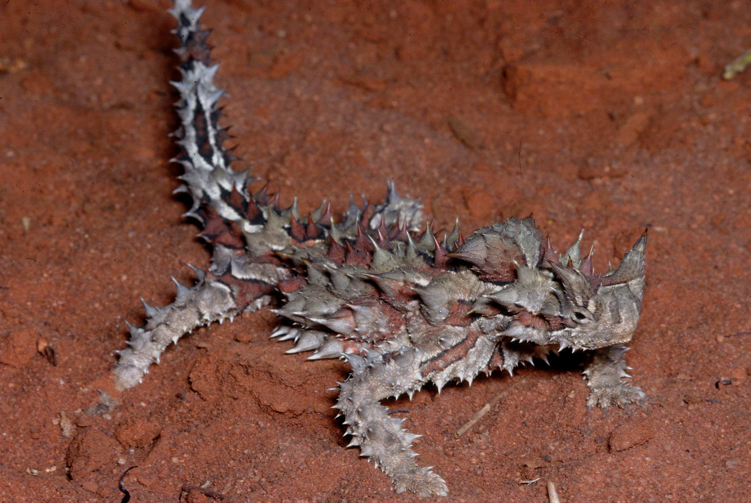 Melbourne Museum's Science on Show puts rarely exhibited specimens on ...