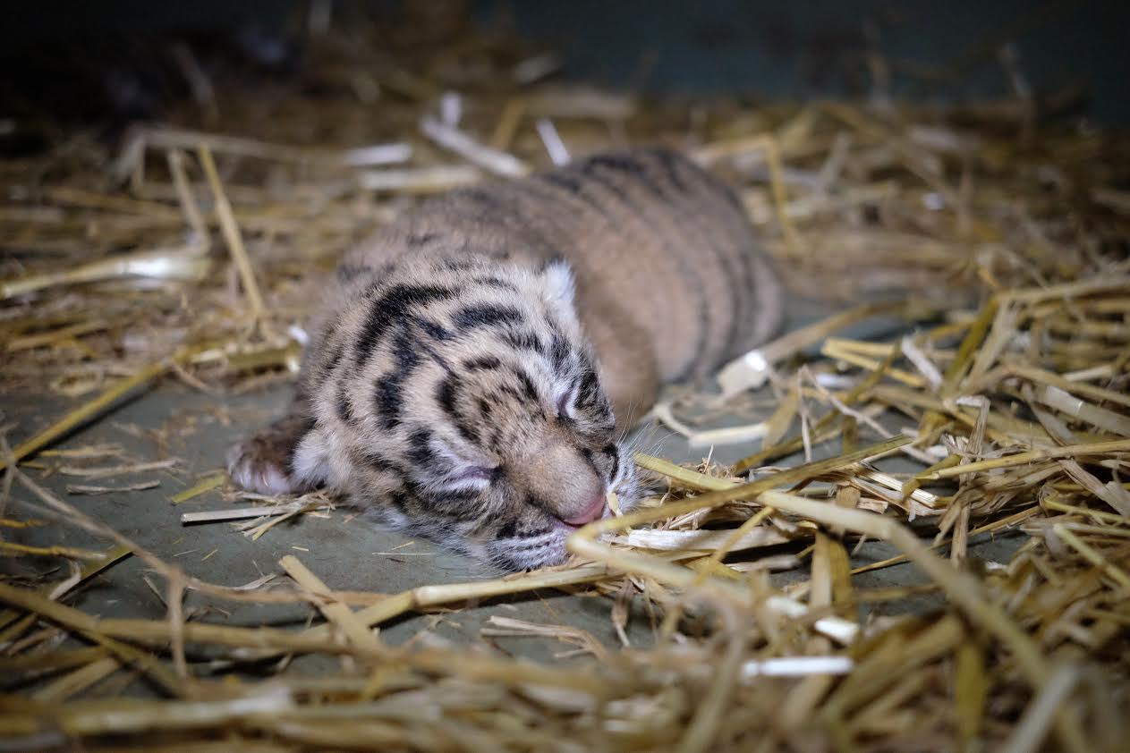 Sumatran Tiger Newborn Cubs