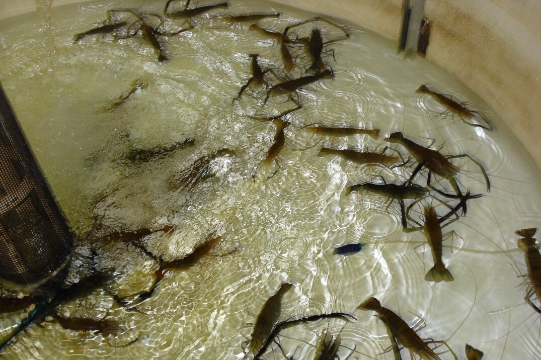 Native prawn touted for Top End commercial aquaculture potential - ABC News