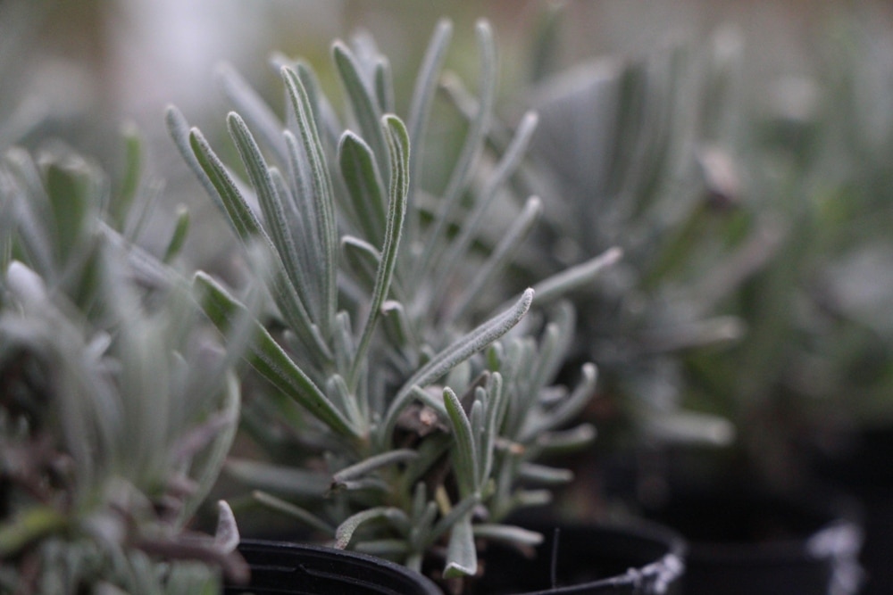 Selling western Victorian lavender around the globe - ABC News