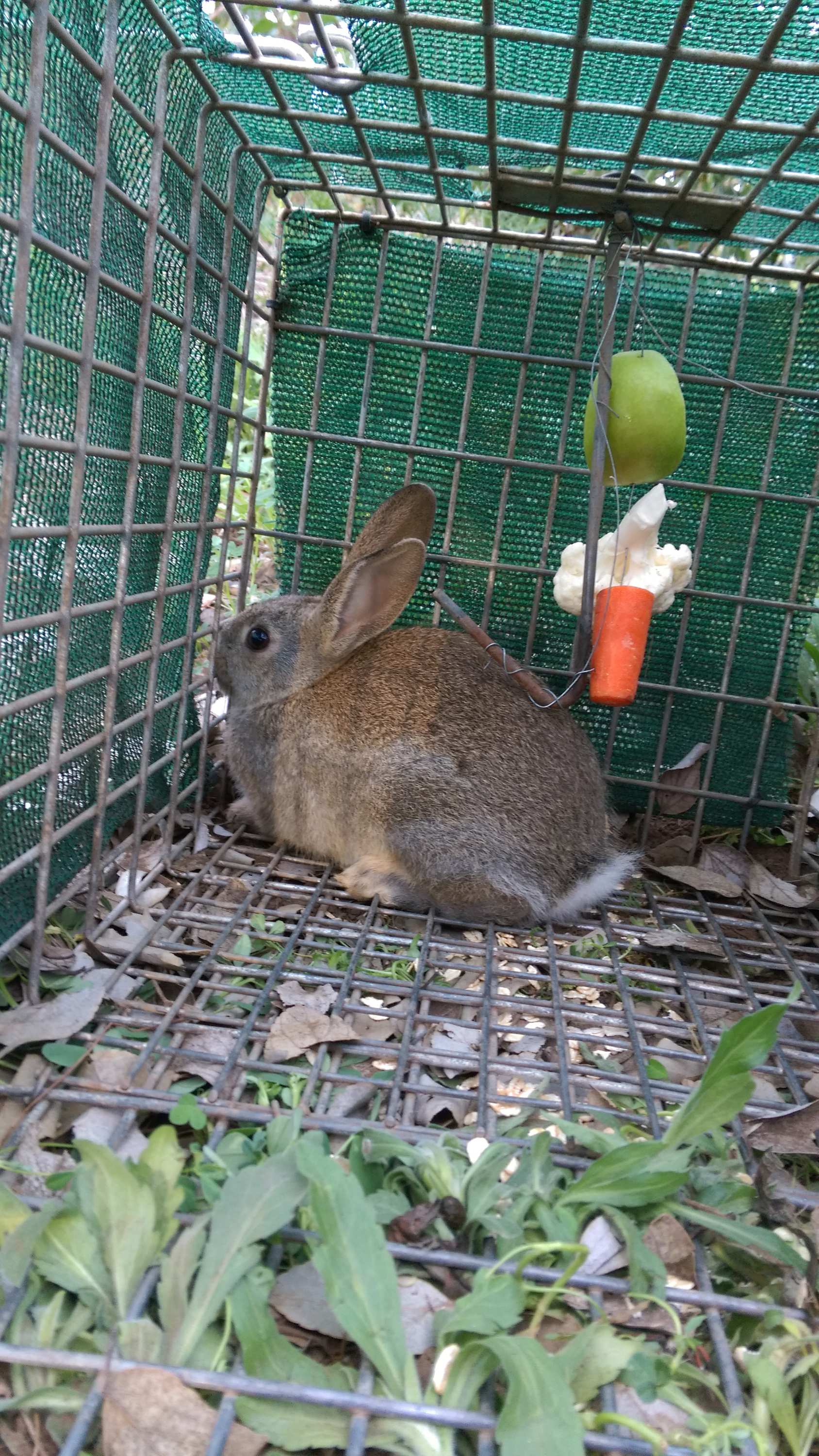 Tenthill Creek rabbit infestation could threaten Lockyer Valley ...