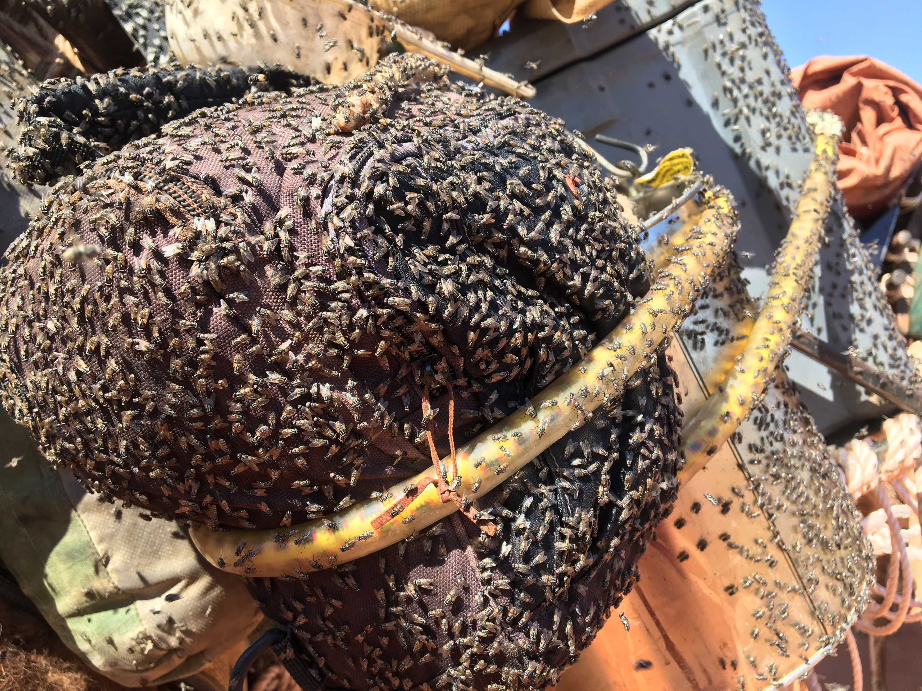 Bush fly population explodes in Central Australia as hot, humid weather ...