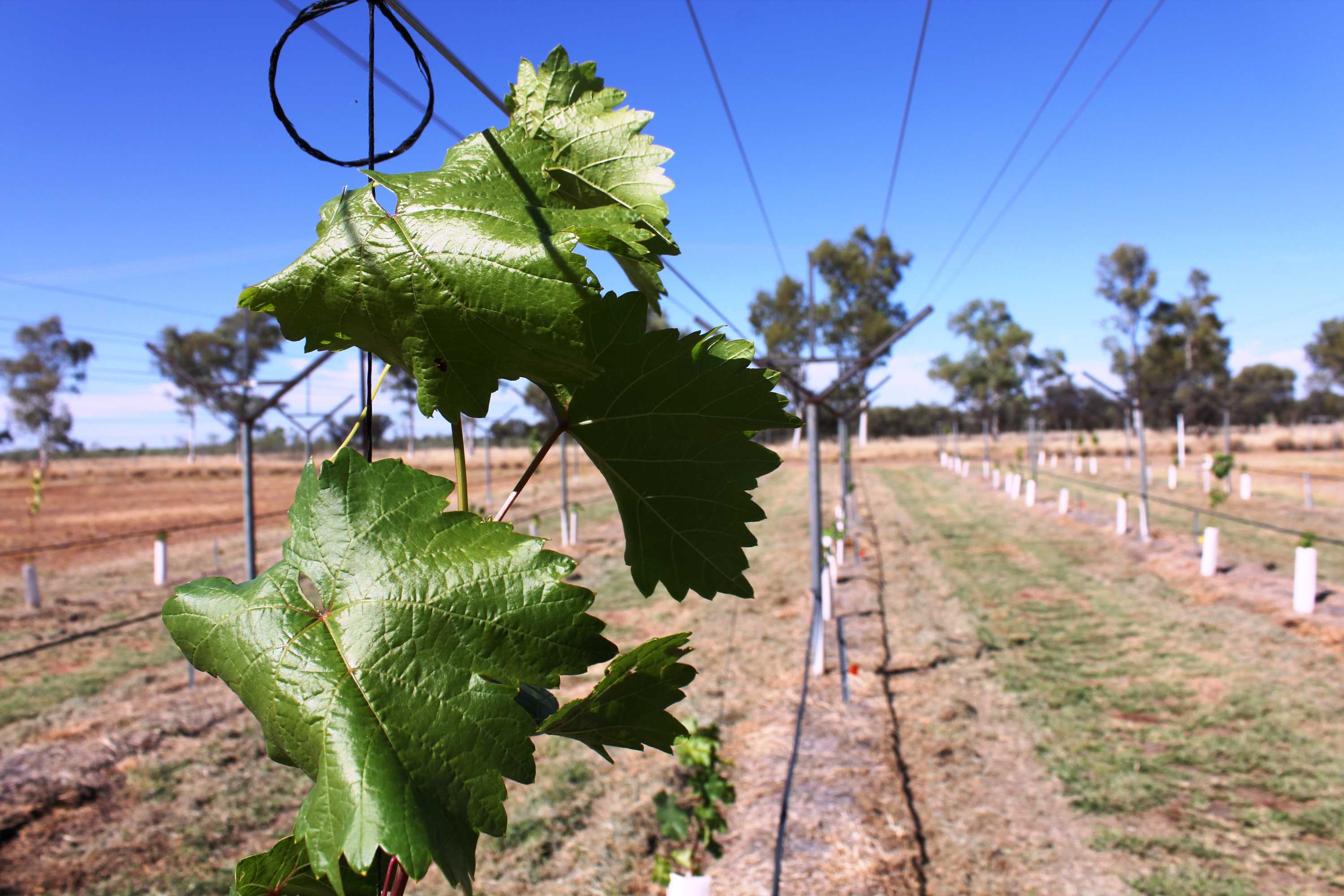 Years of research leads to new grapes being tested in Central Australia ...