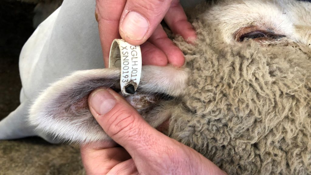 Baa Codes: The simple technology promising to transform the livestock ...