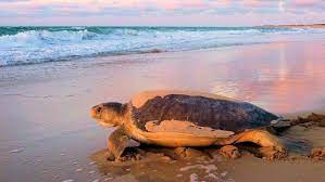 The Turtle Dundee of the Territory! - ABC listen