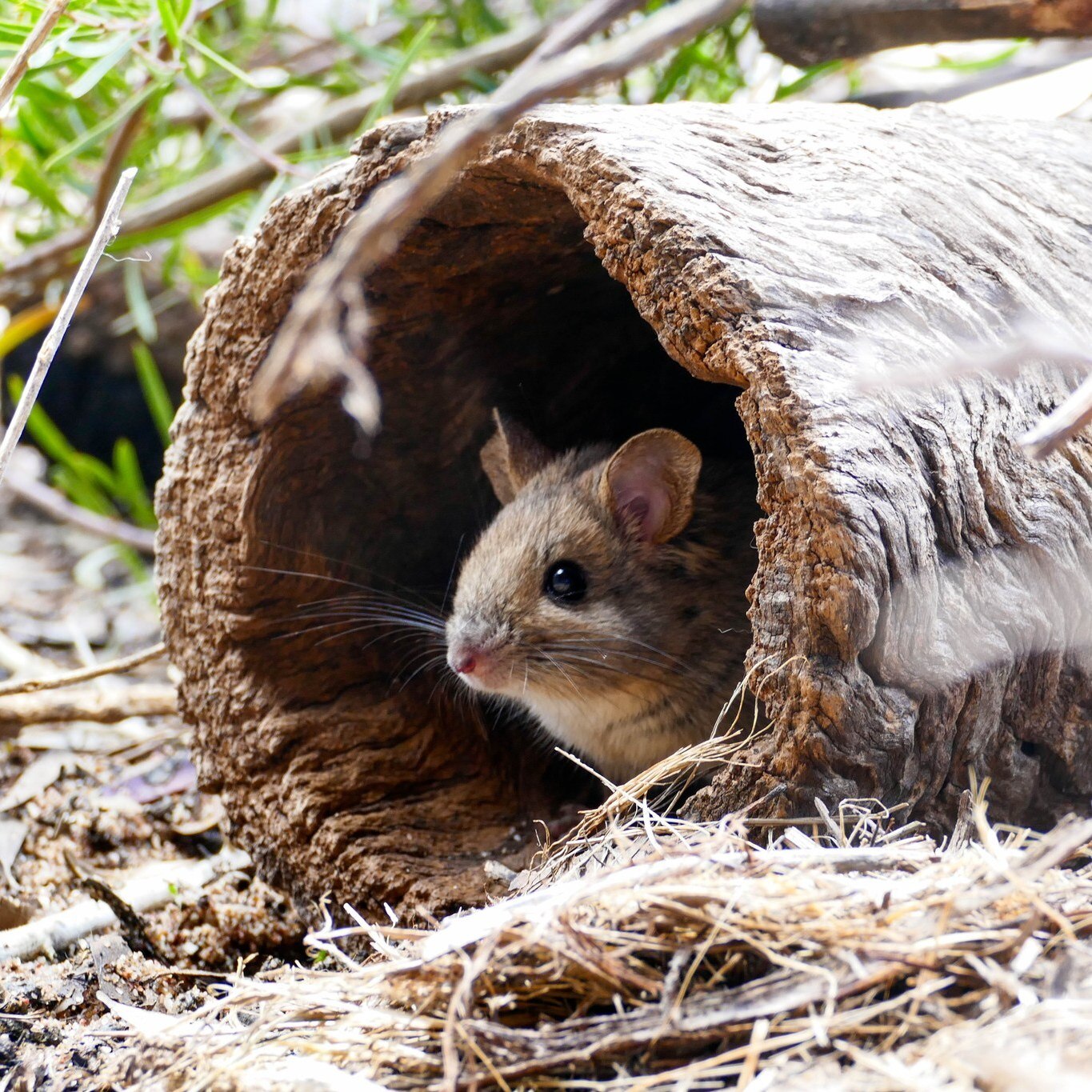 Guinea pig-sized native rats born at Monarto - ABC listen