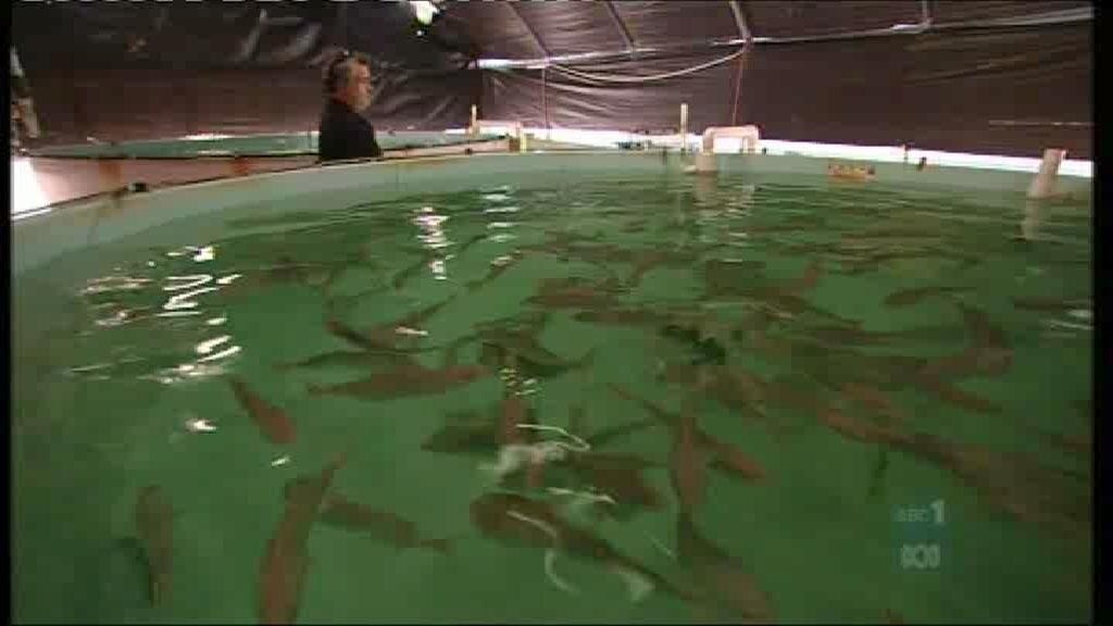 Bigger Fish to Fry - ABC News