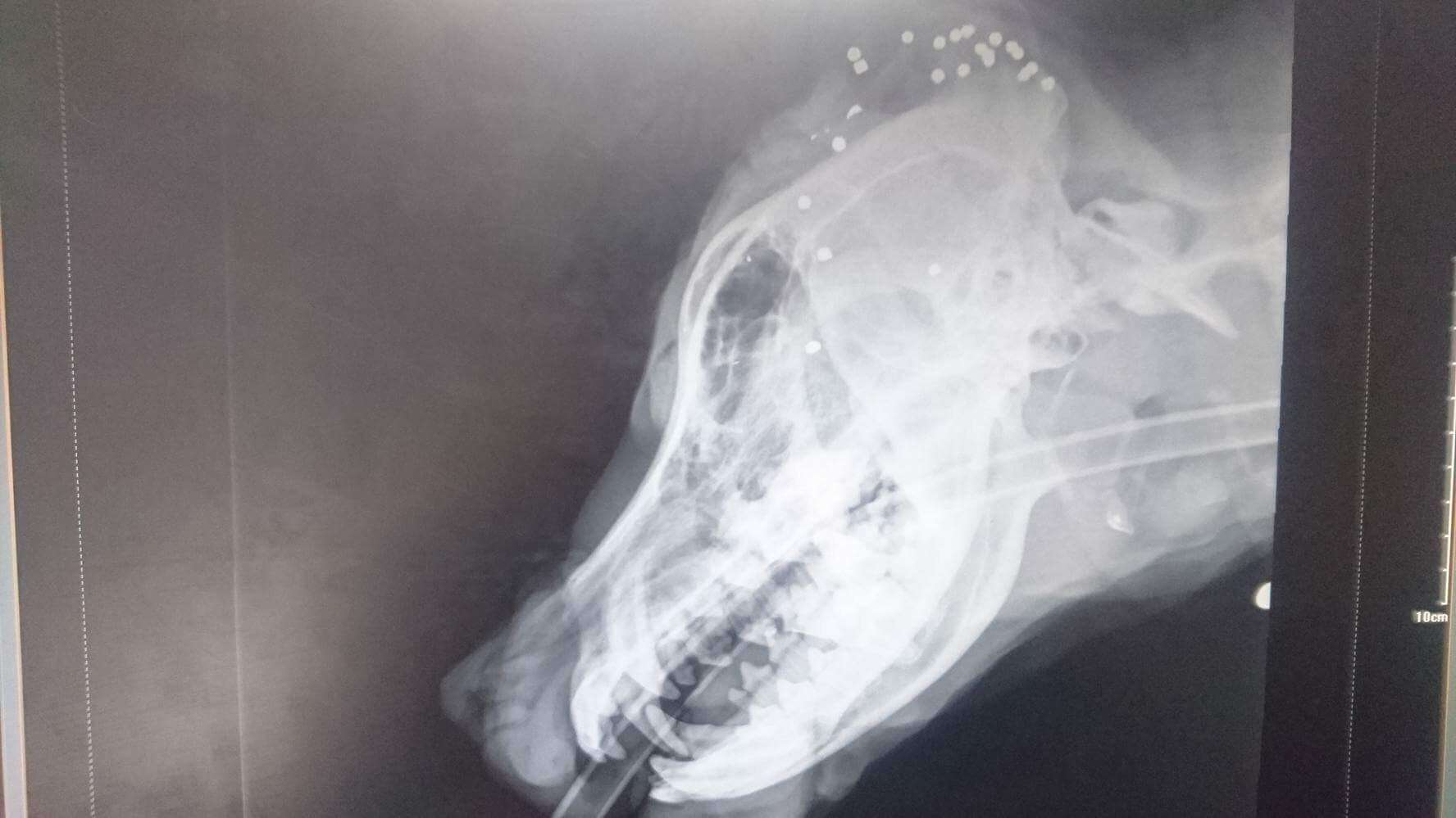 Dog left with 30 pellets embedded in forehead after being shot in face ...