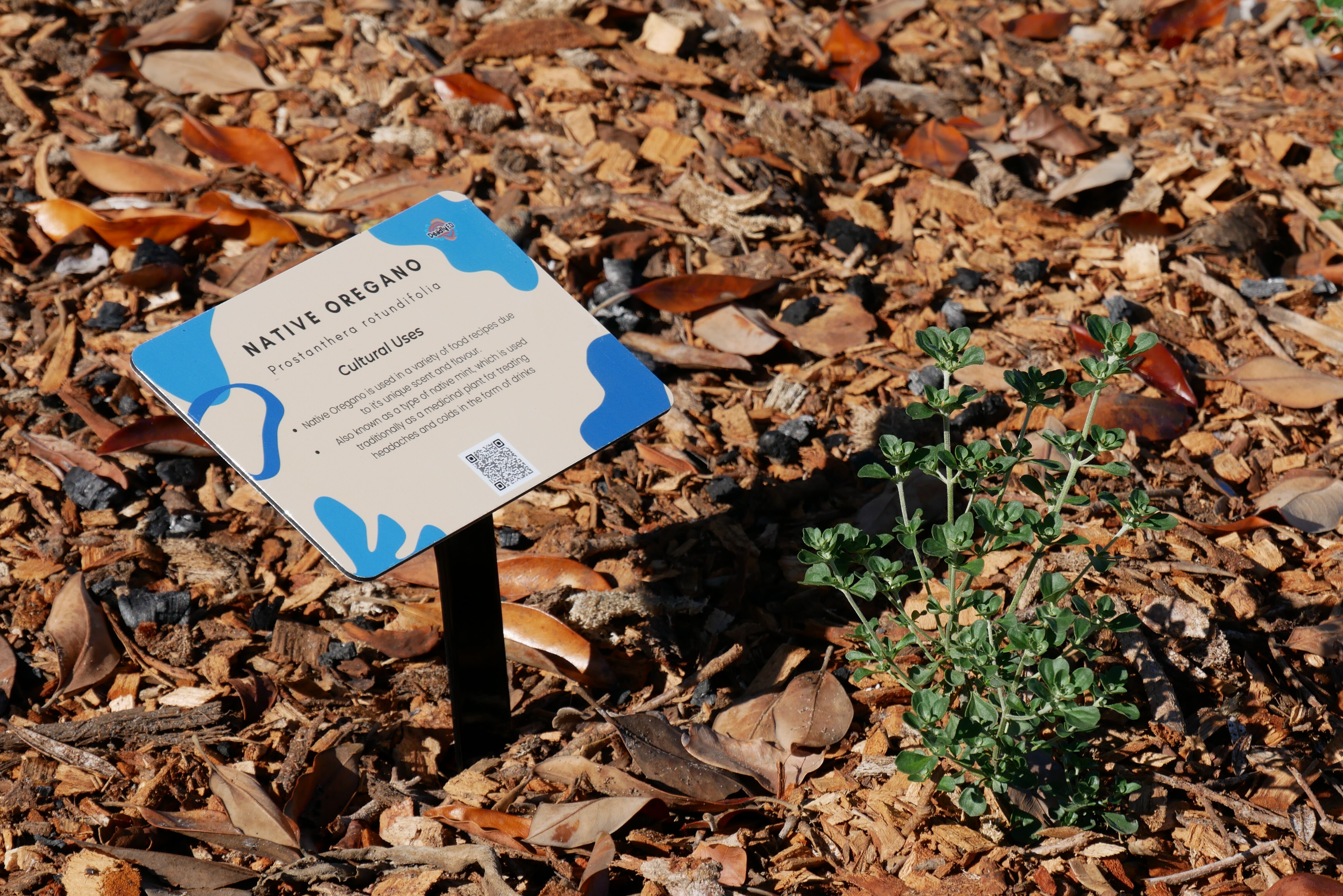 Bush tucker garden promotes native ingredients such as finger limes ...