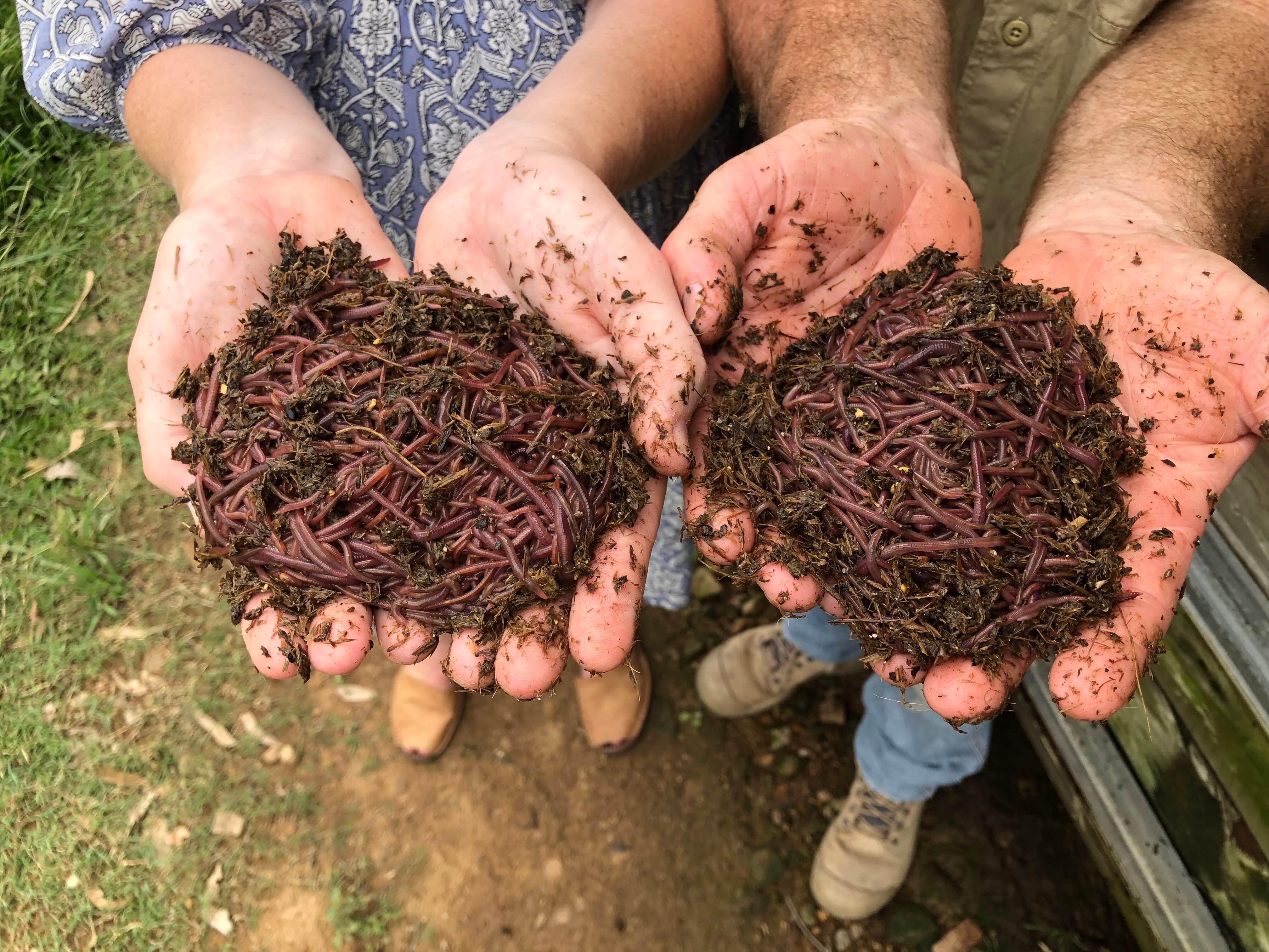 Sustainable worm farming business booming at Stony Creek, creating a ...