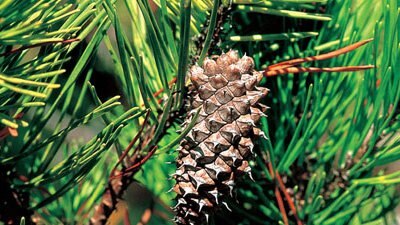 Pinus - Gardening Australia