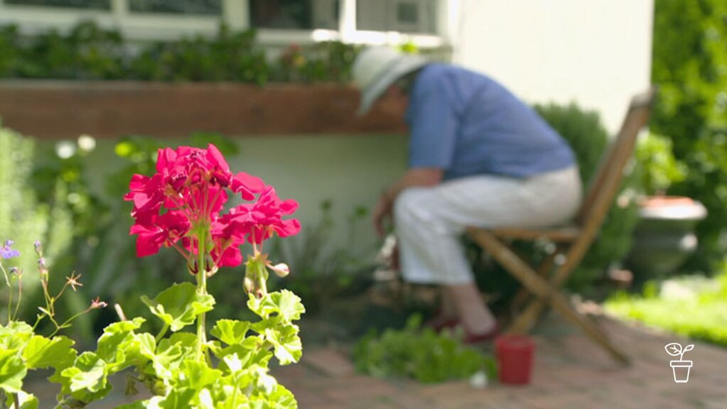 Geraniums - Gardening Australia