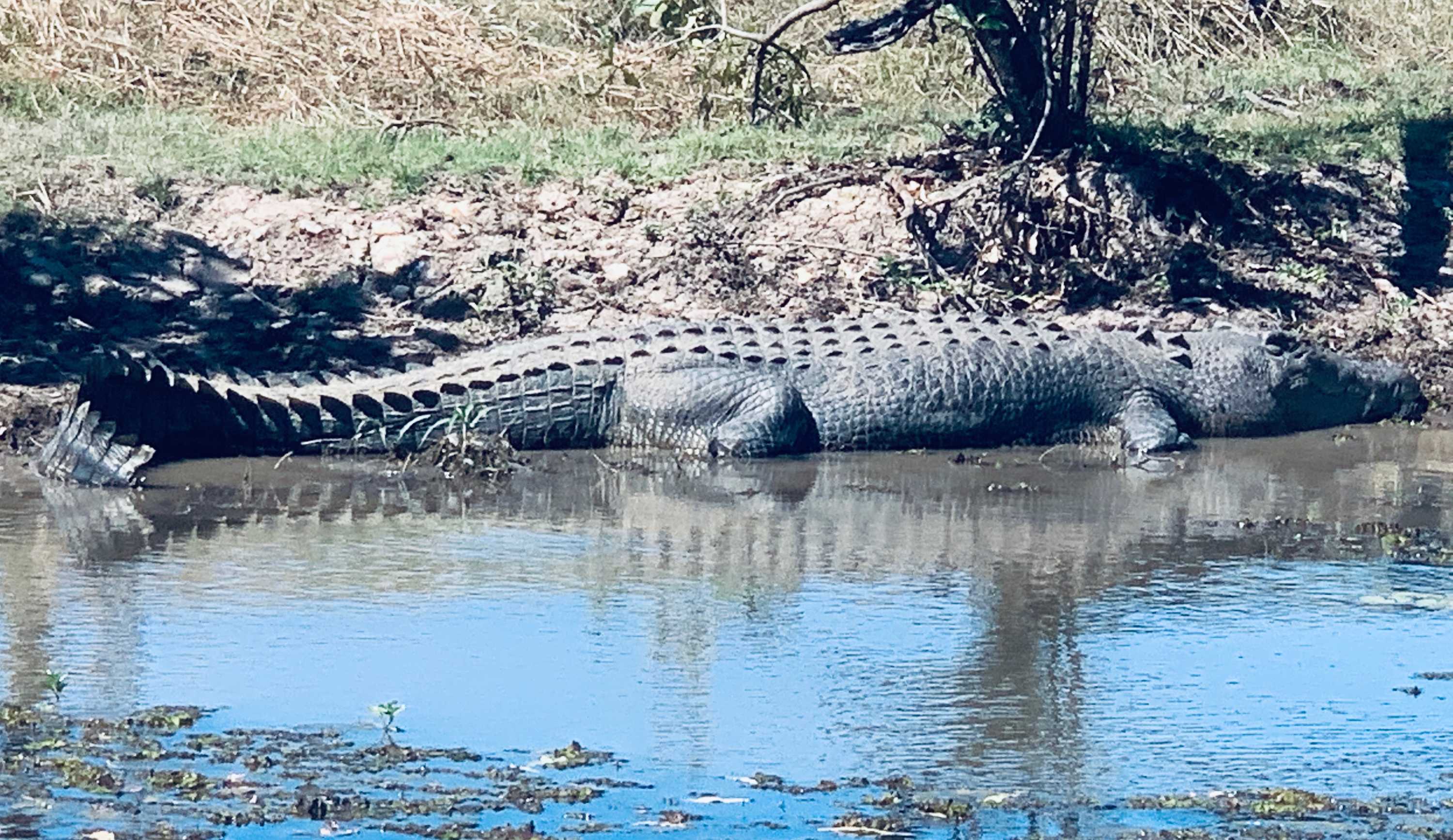 Old School Sessions: Alex Julius and his closest croc encounter ever ...