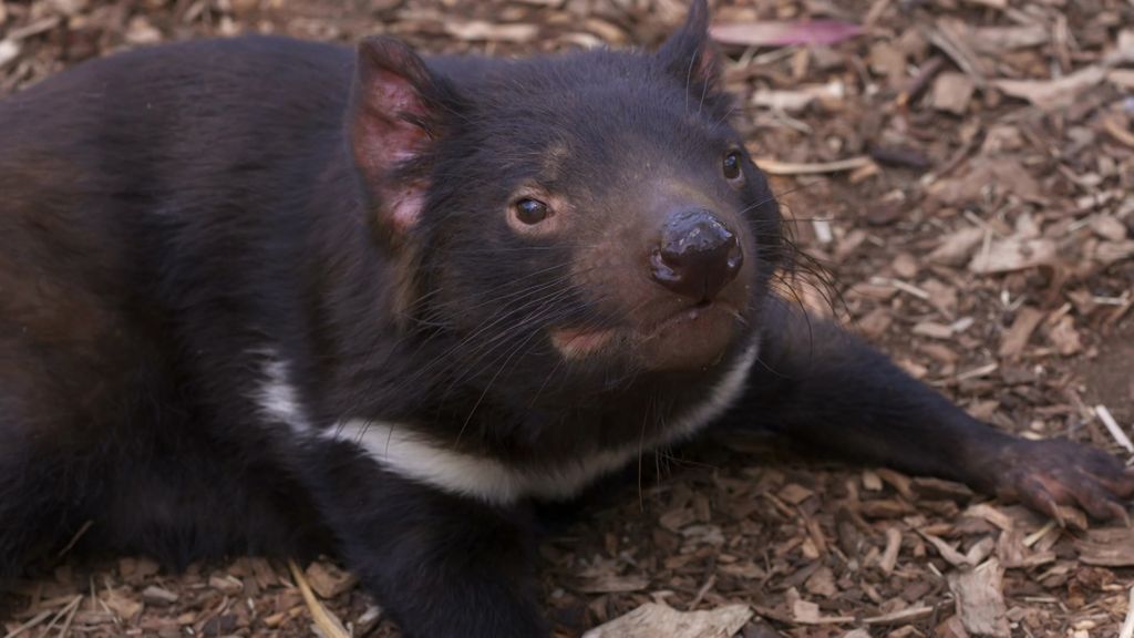 Hopes for new vaccine for Tasmanian Devil facial cancer - ABC News