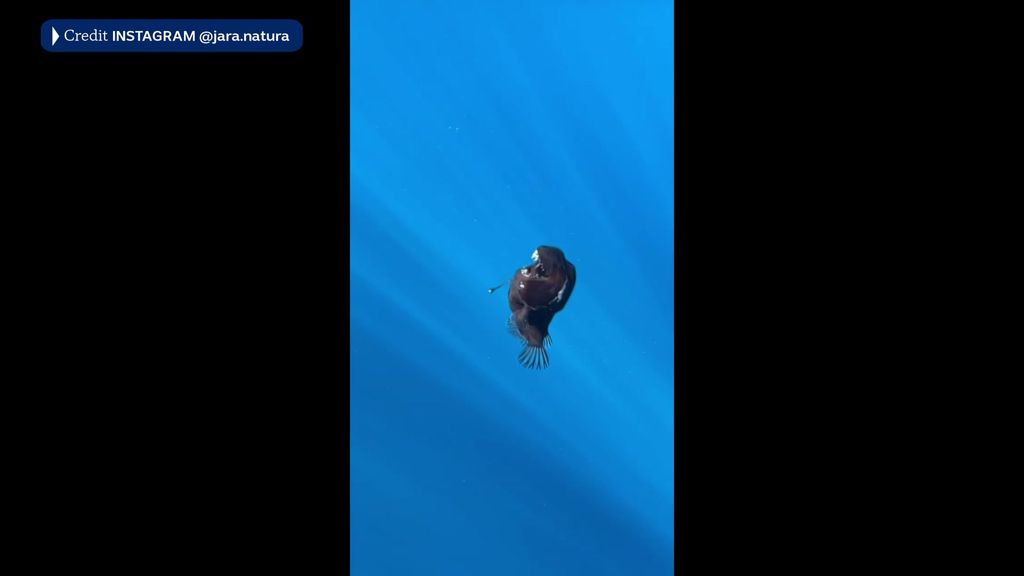 Footage of the rare black seadevil anglerfish - ABC News