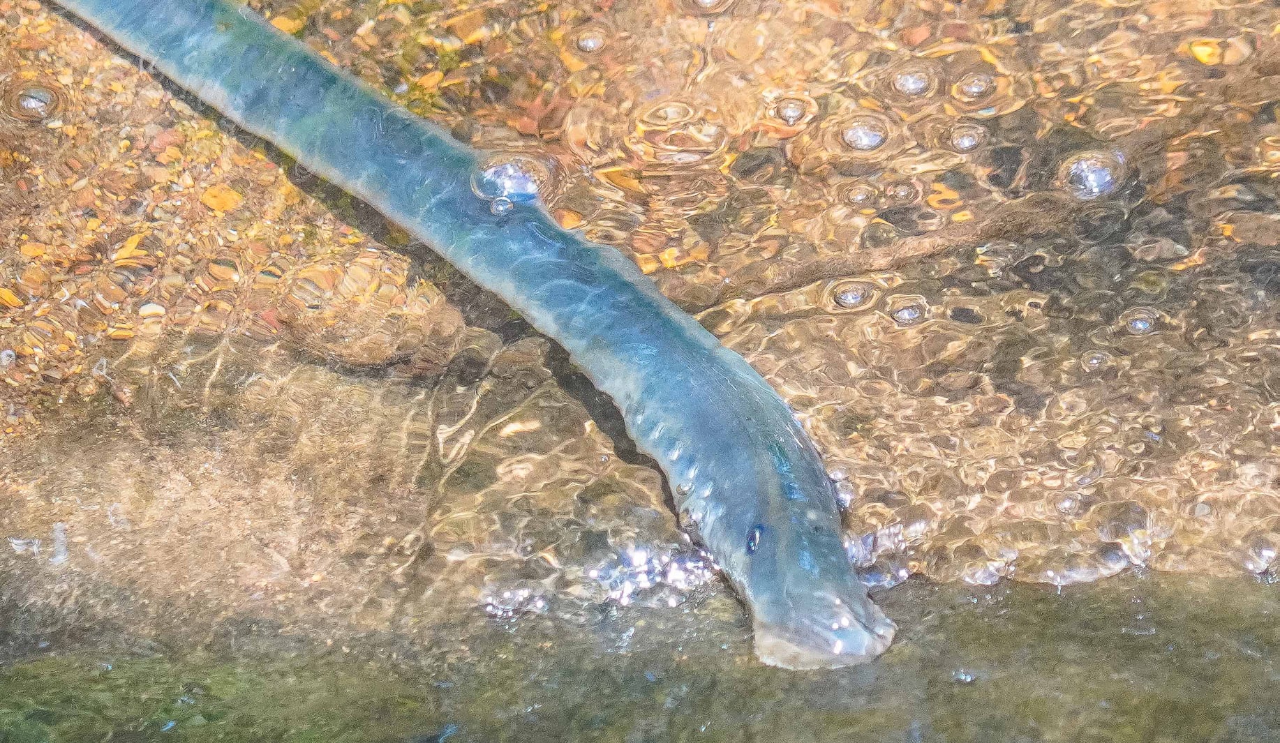 Prehistoric, blood-sucking lamprey finally sighted in Margaret River ...