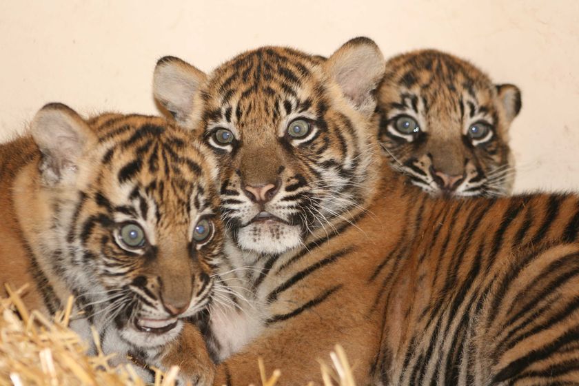 Rare tiger cubs on show at Perth Zoo - ABC News