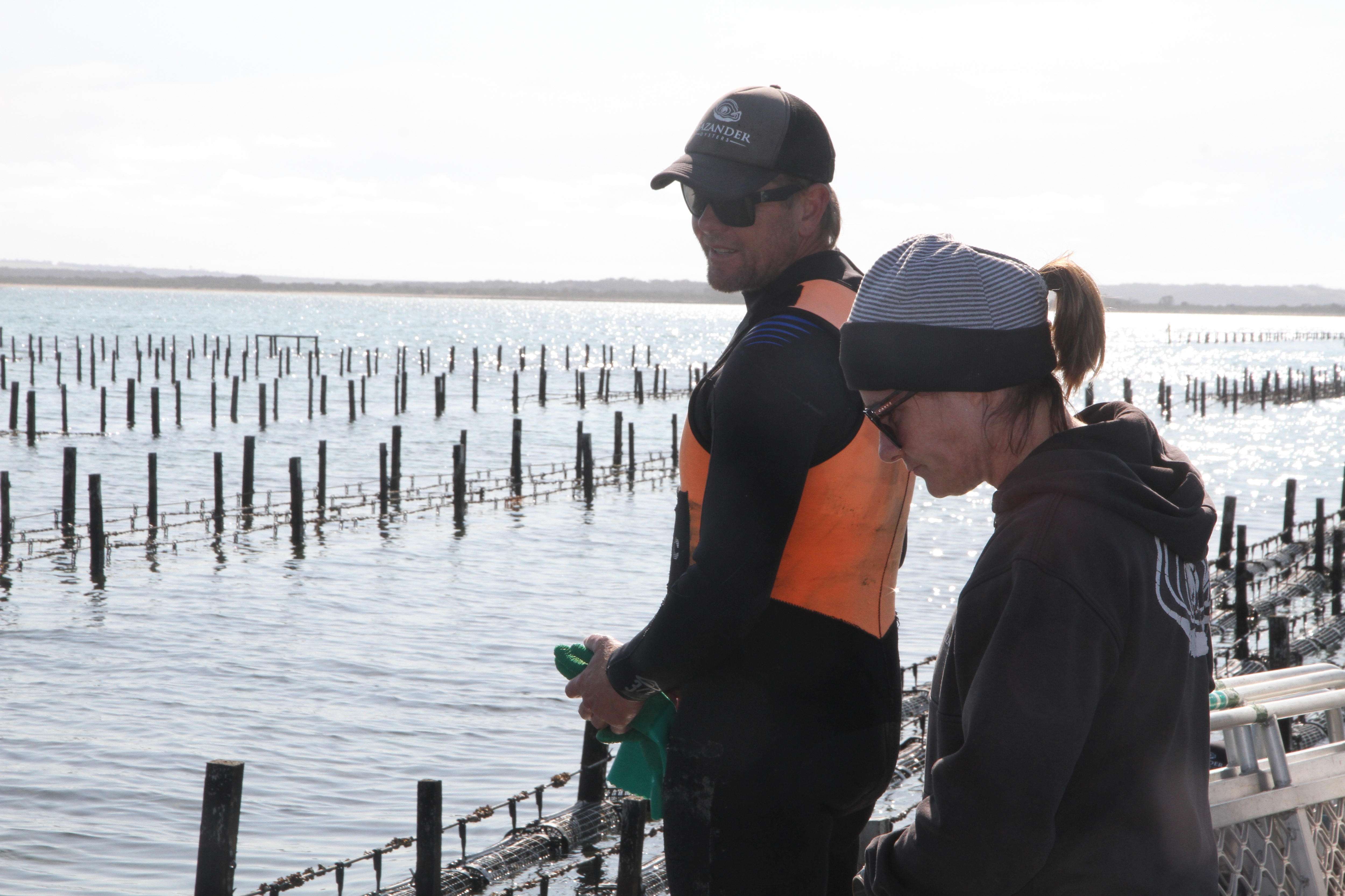 South Australian oyster growers thriving a year on from Vibrio virus ...