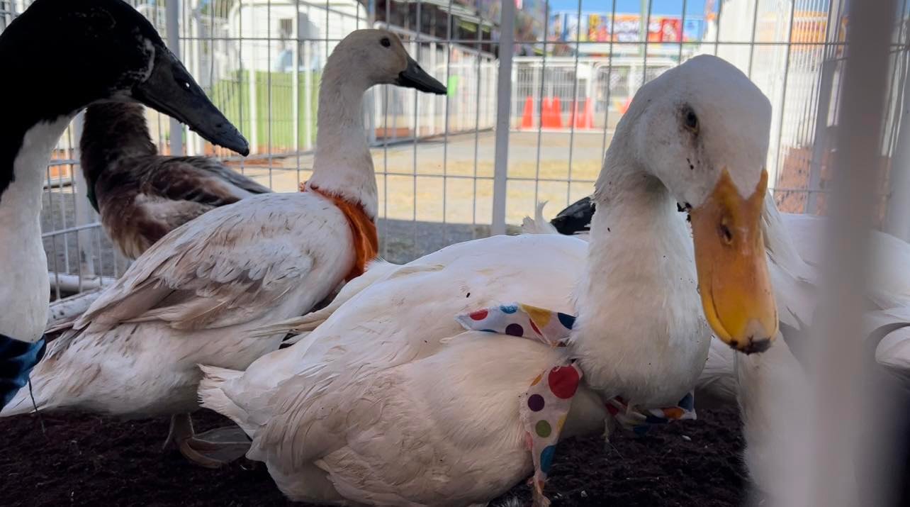 Meet Justin Beaker, Quacky Chan and the Duck Knight, the racing ducks ...