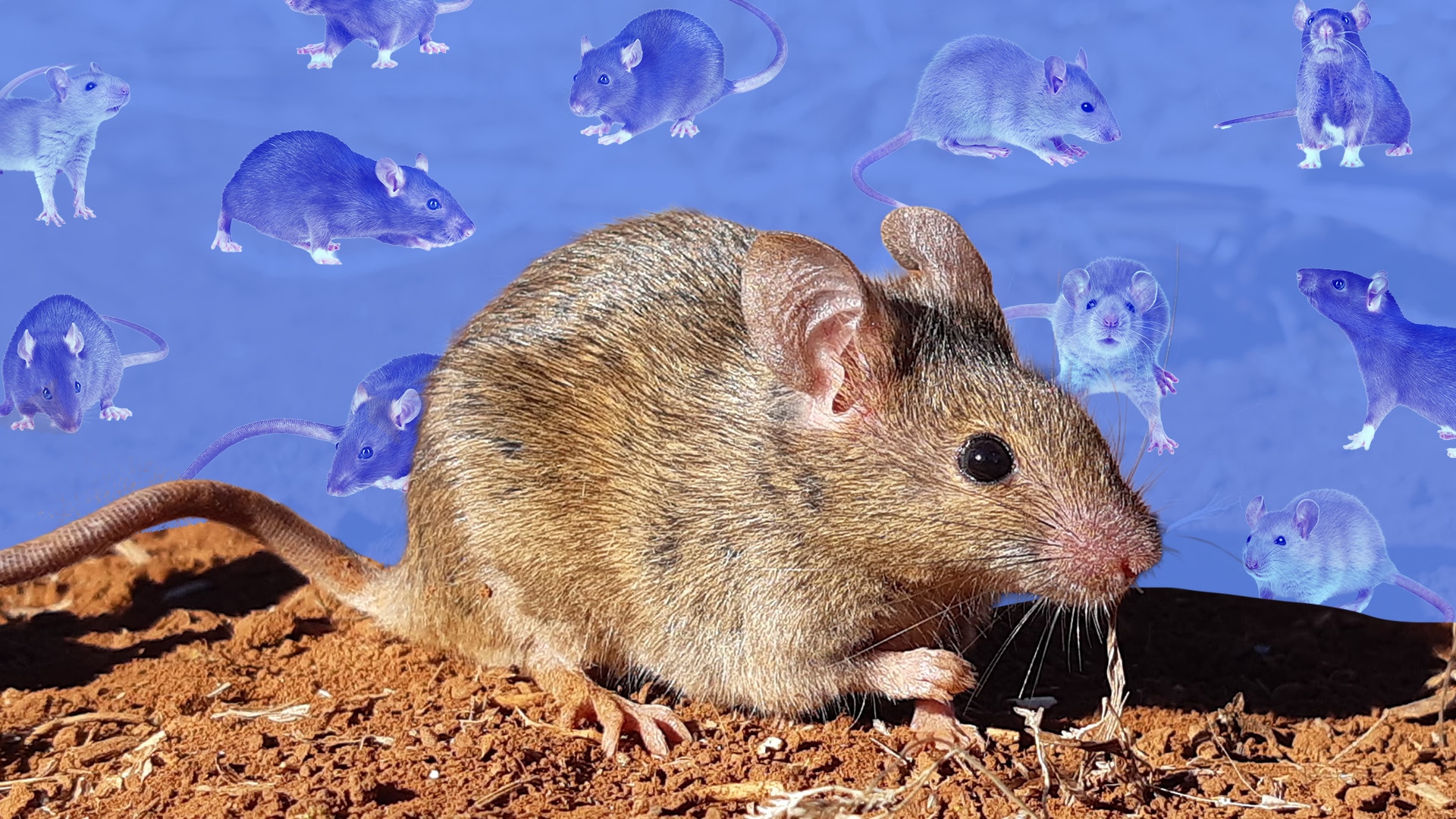 Mouse Plague - Behind The News