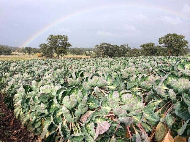 Brussels sprout goes from hated to hip, with some Adelaide Hills ...