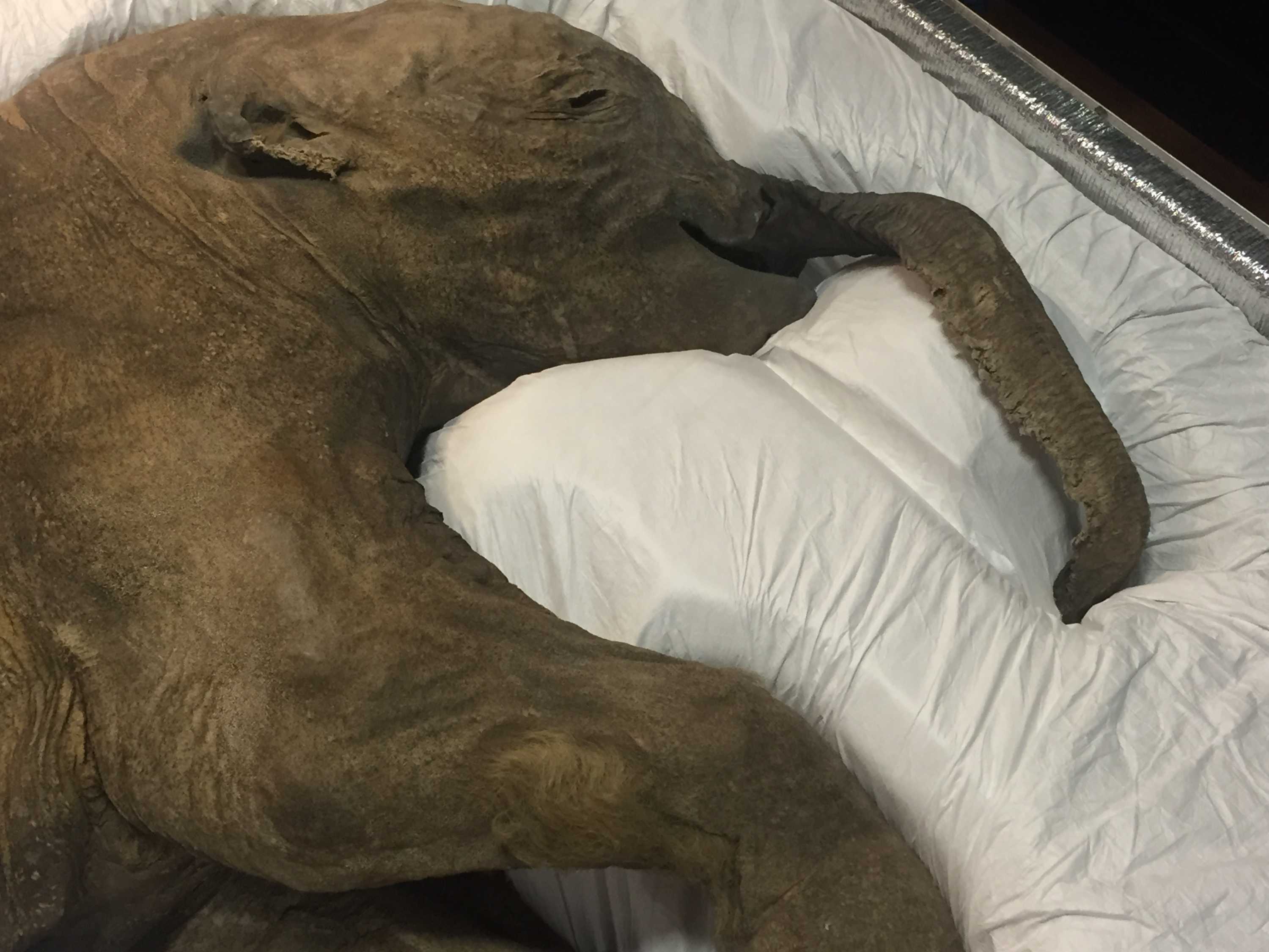 Frozen Woolly Mammoths