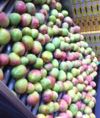 R2E2 mangoes proving popular - ABC News