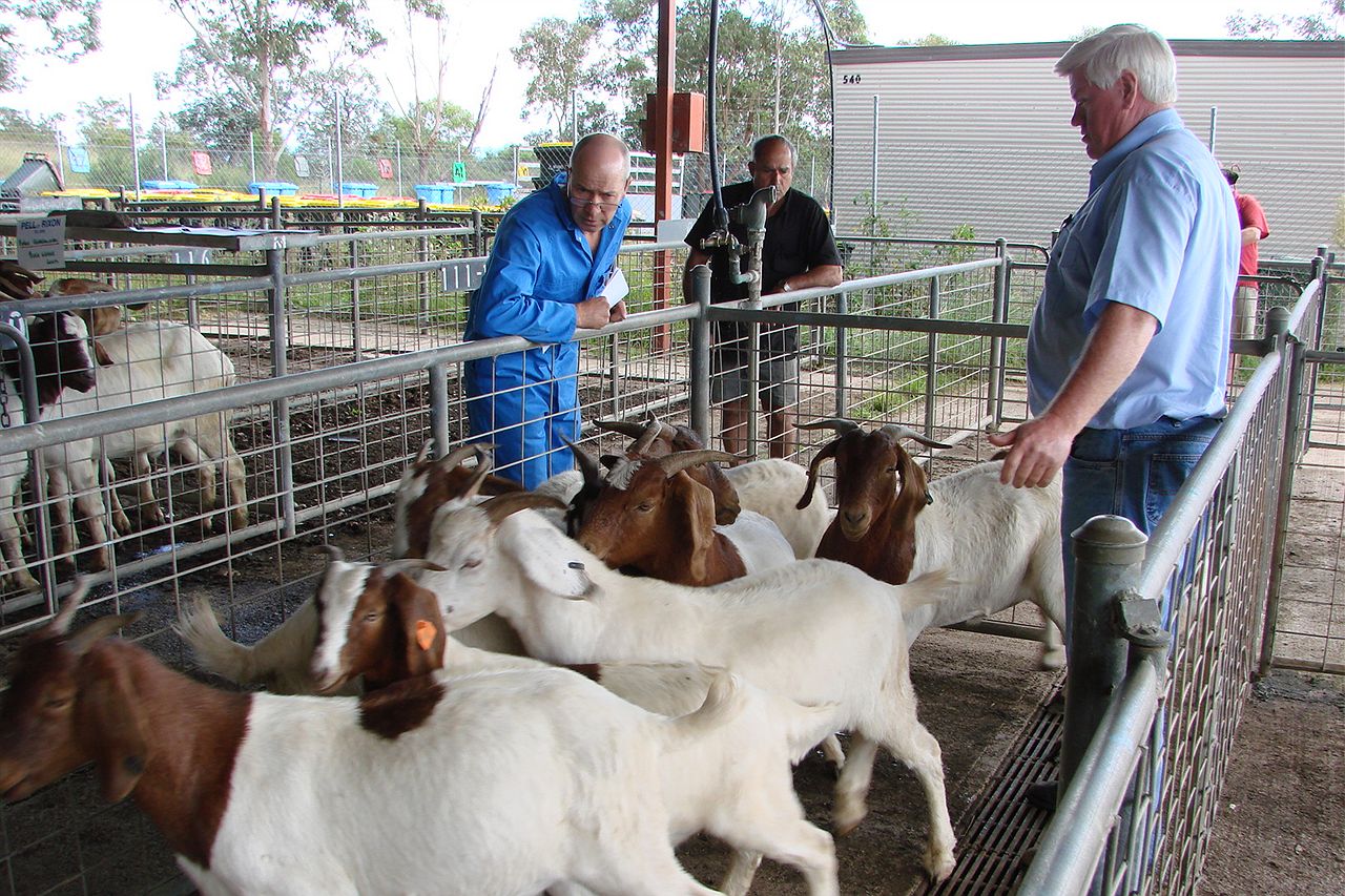 Cattle producers warned about Japanese disease - ABC News