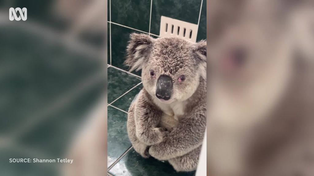 Timid koala hiding in bathroom peers up to rescuers - ABC News