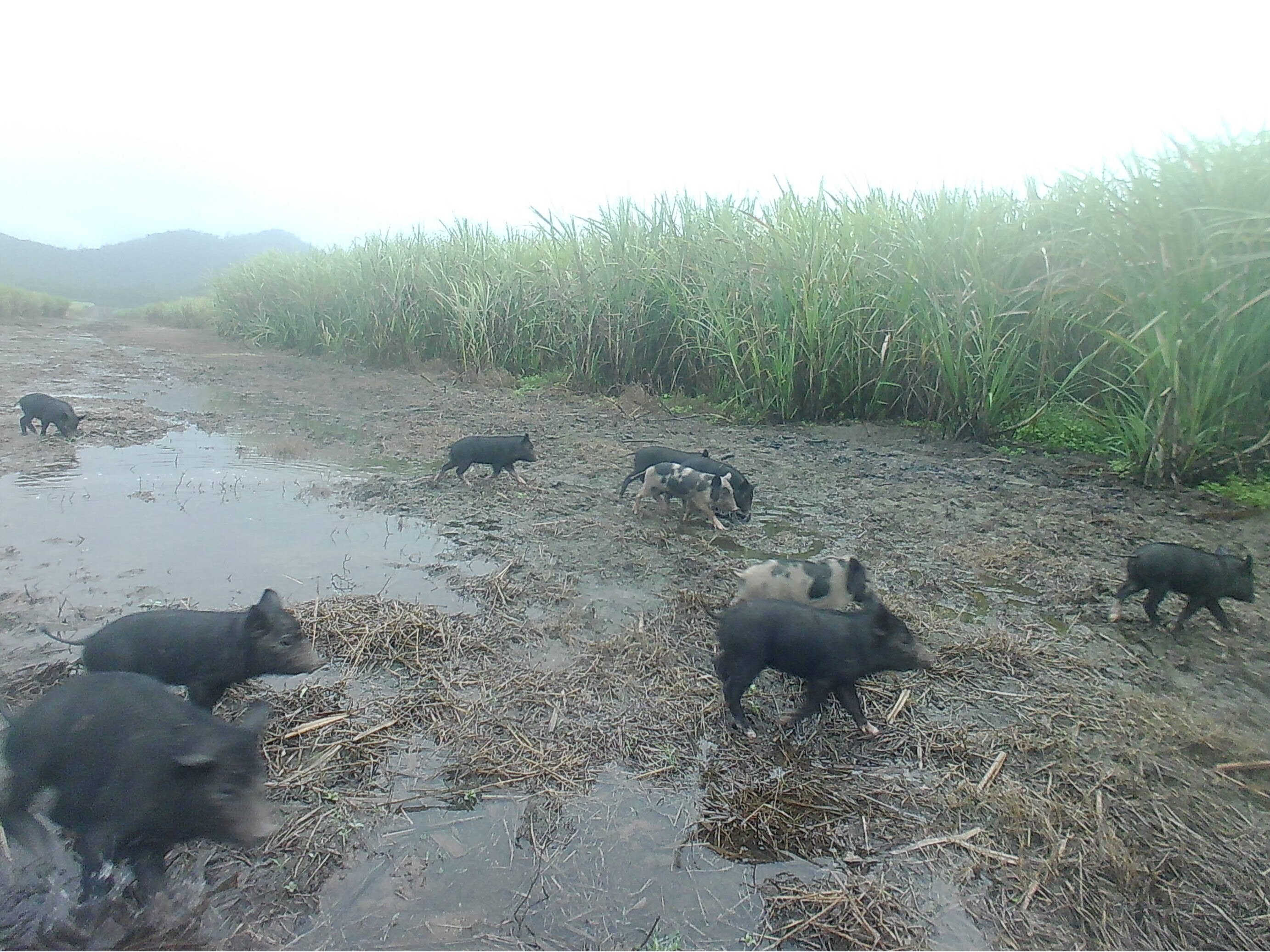 Ambitious project calls for hunters to collect 10,000 feral pig ears to ...