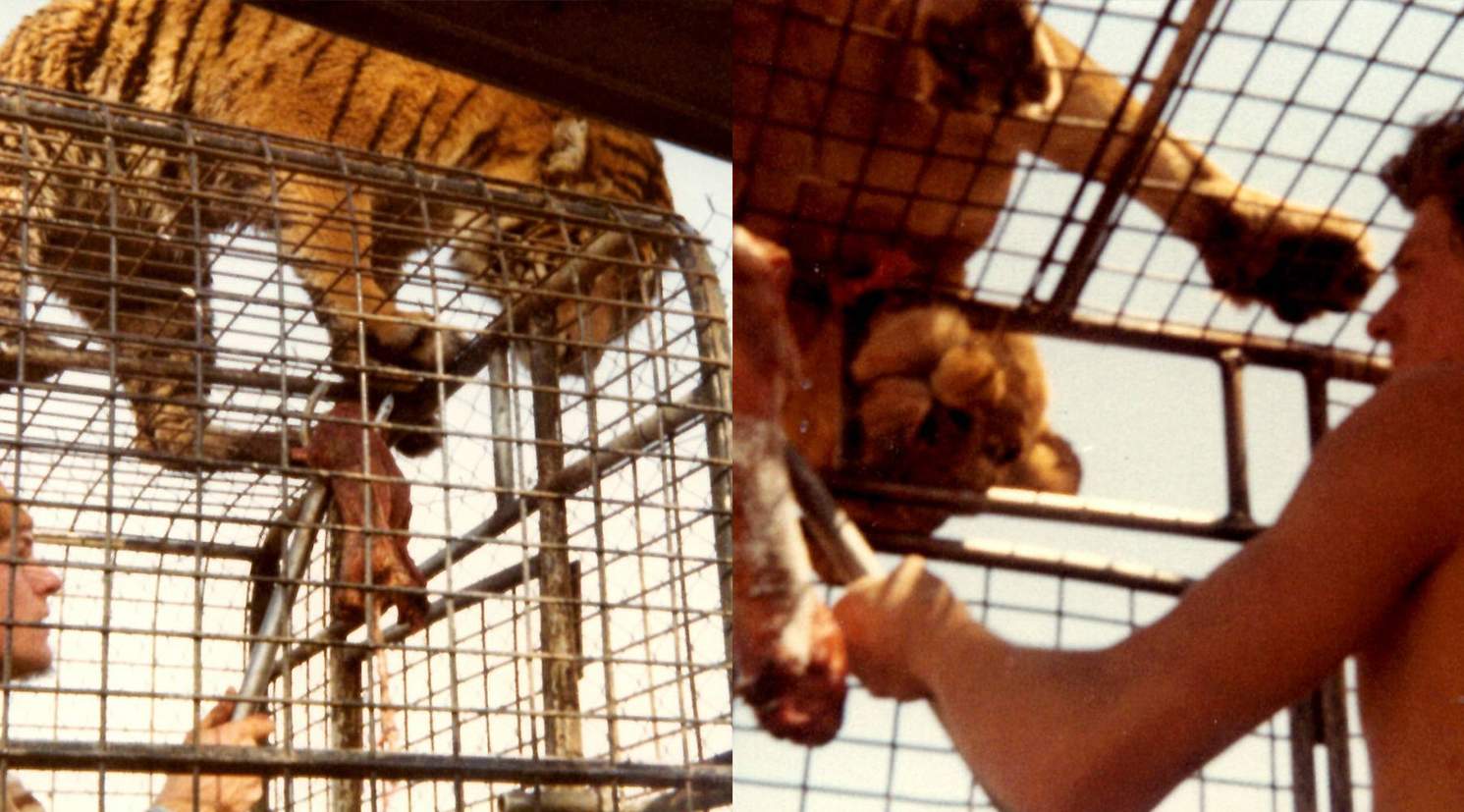 The Tiger King of Bacchus Marsh and the years of living dangerously ...