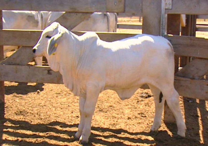 Scientists unveil Australia's first cloned beef cow - ABC News