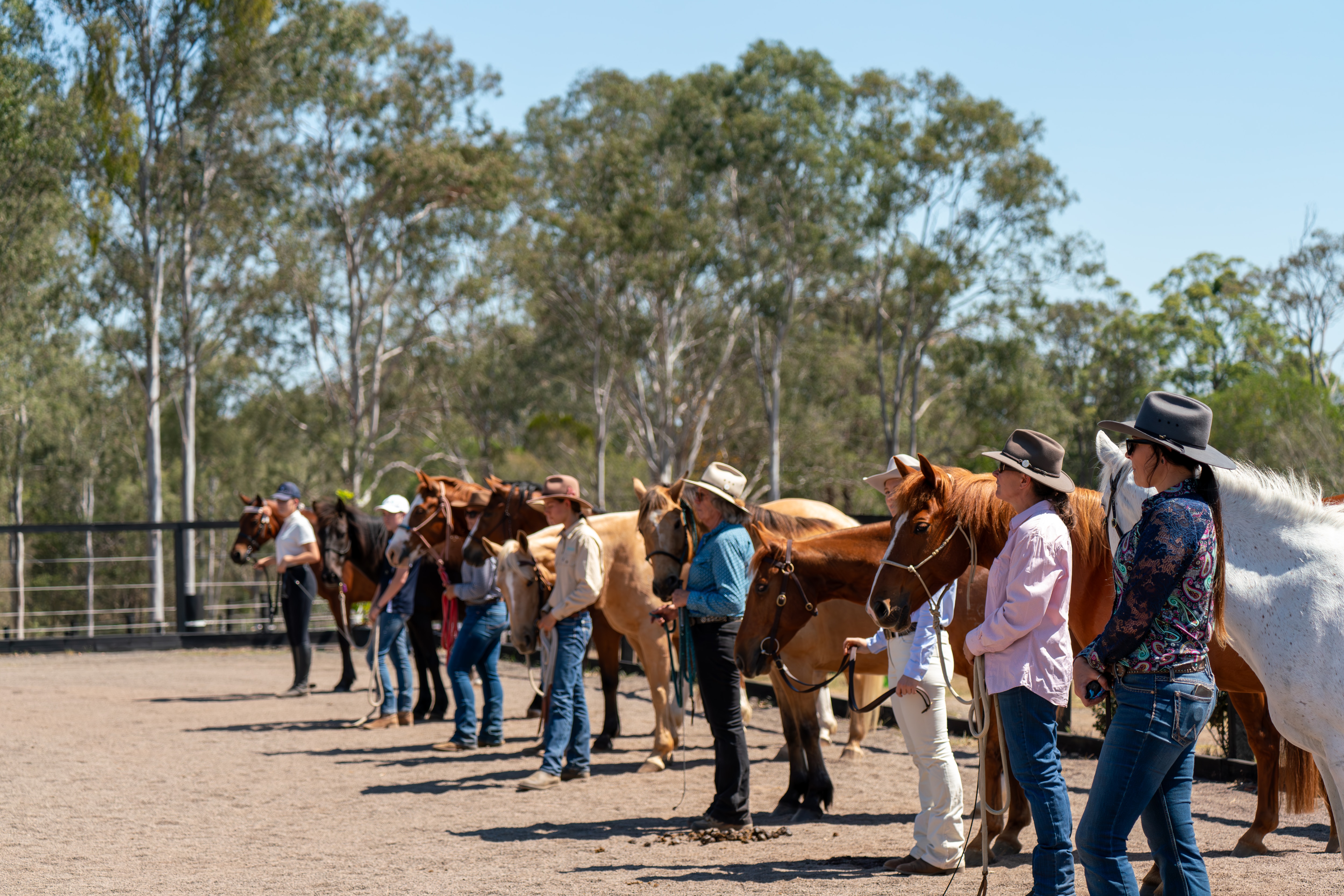 The Brumby Project shows wild horses' big potential - ABC News